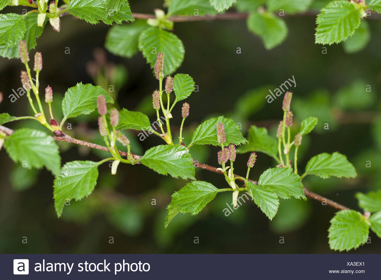Green Alder Alnus Alnobetula High Resolution Stock Photography and ...