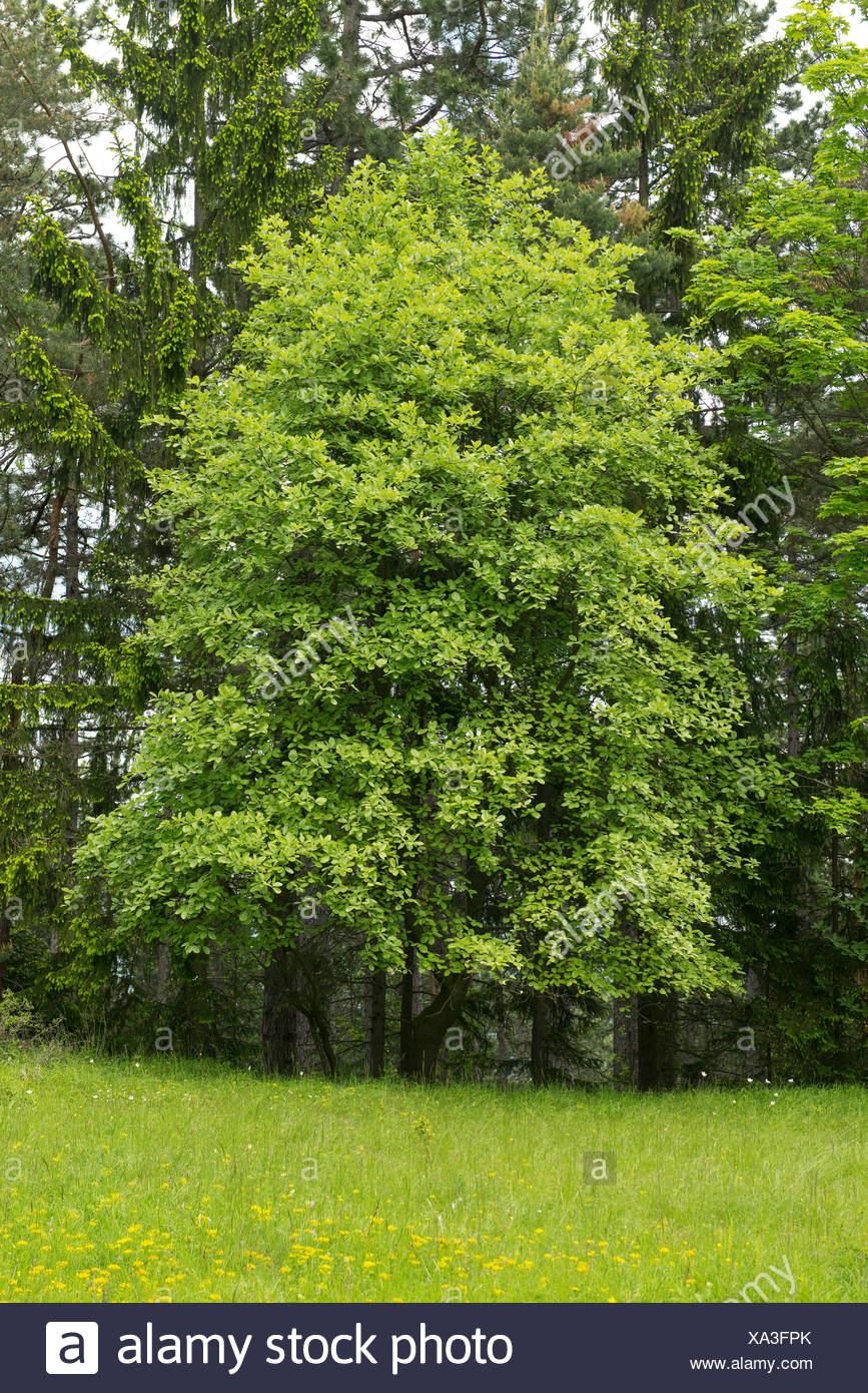 Whitebeam Tree Stock Photos & Whitebeam Tree Stock Images - Alamy