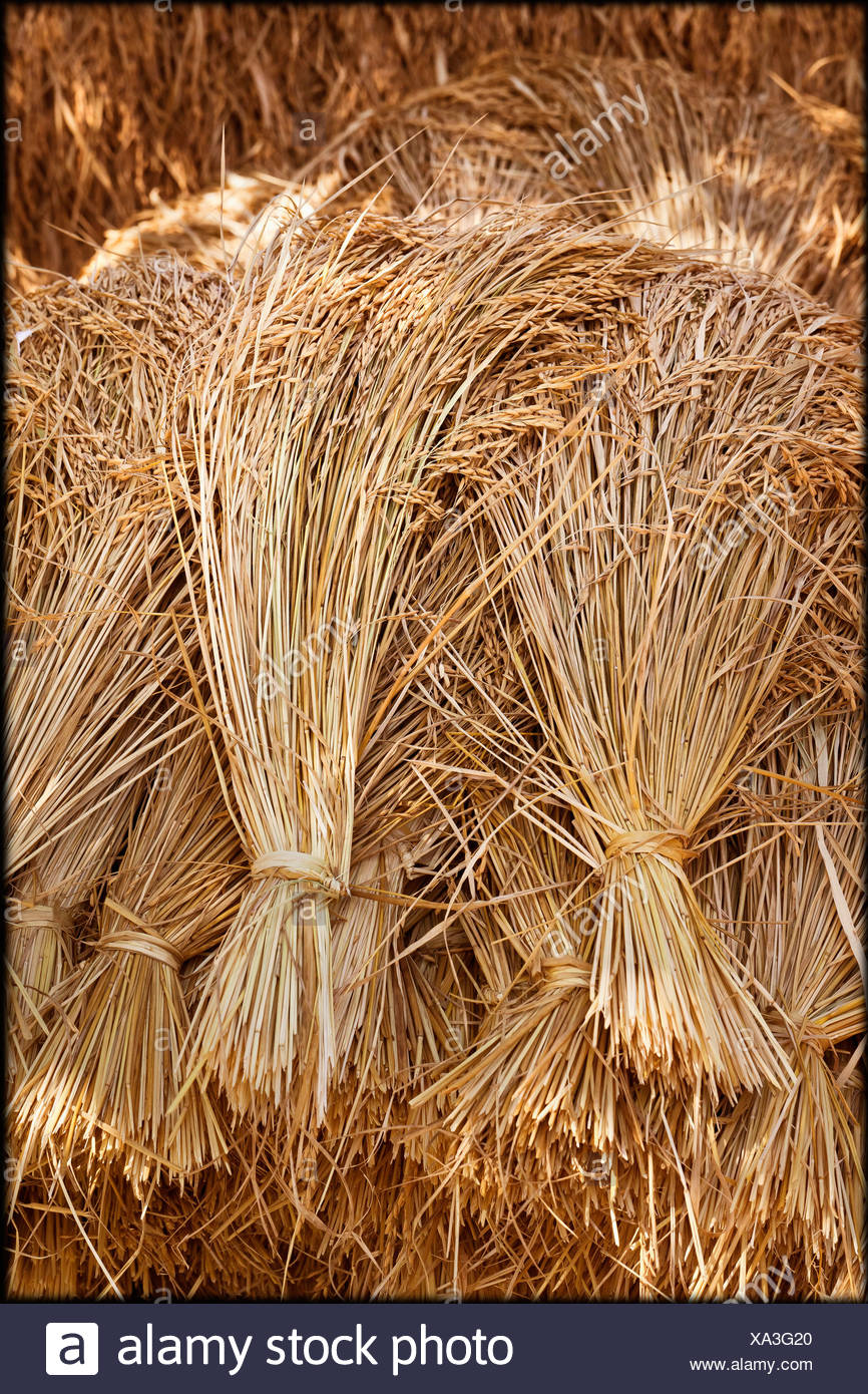 Rice Sheaves High Resolution Stock Photography and Images - Alamy