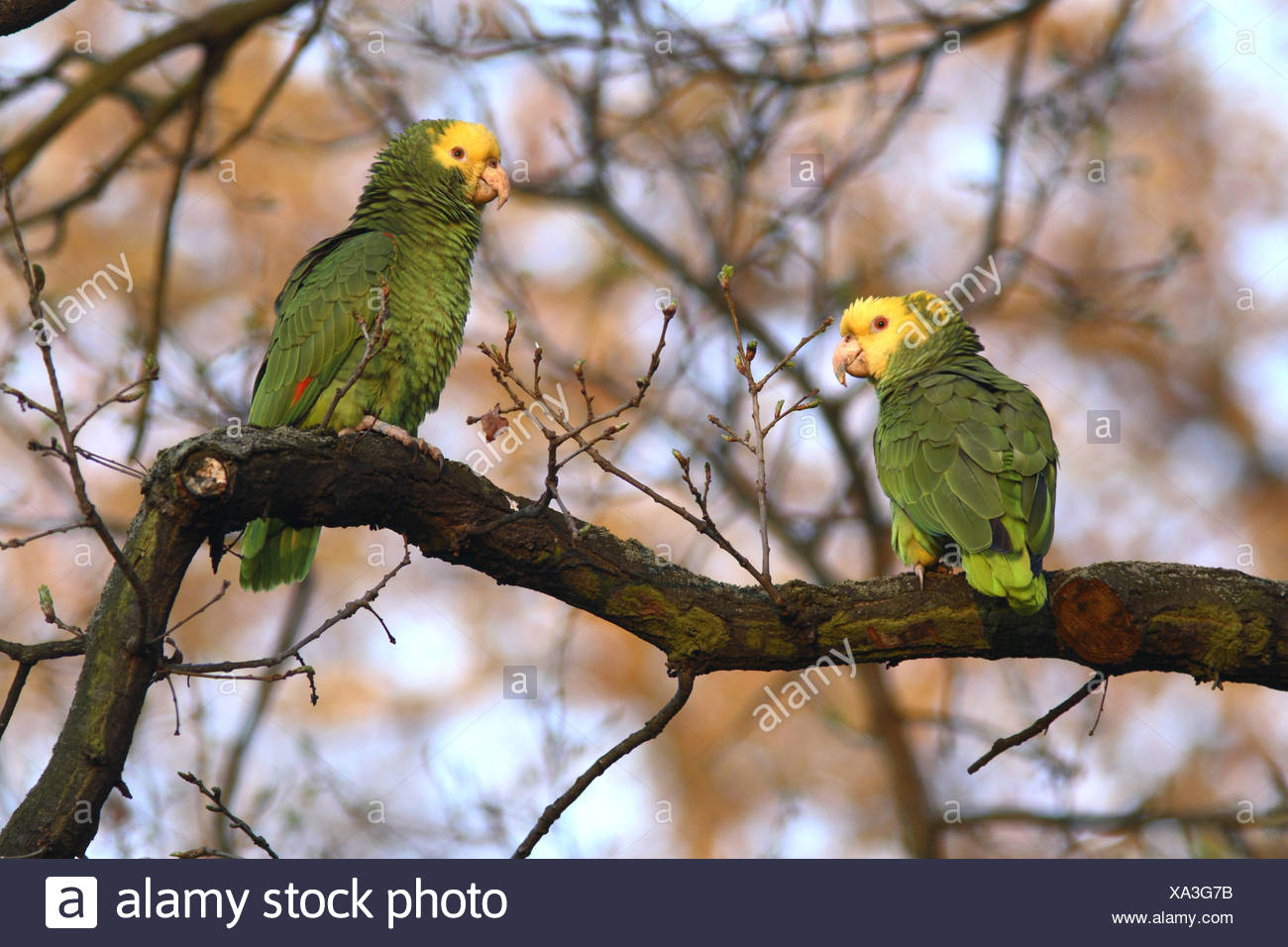 Yellow Headed Parrot Stock Photos & Yellow Headed Parrot Stock Images ...