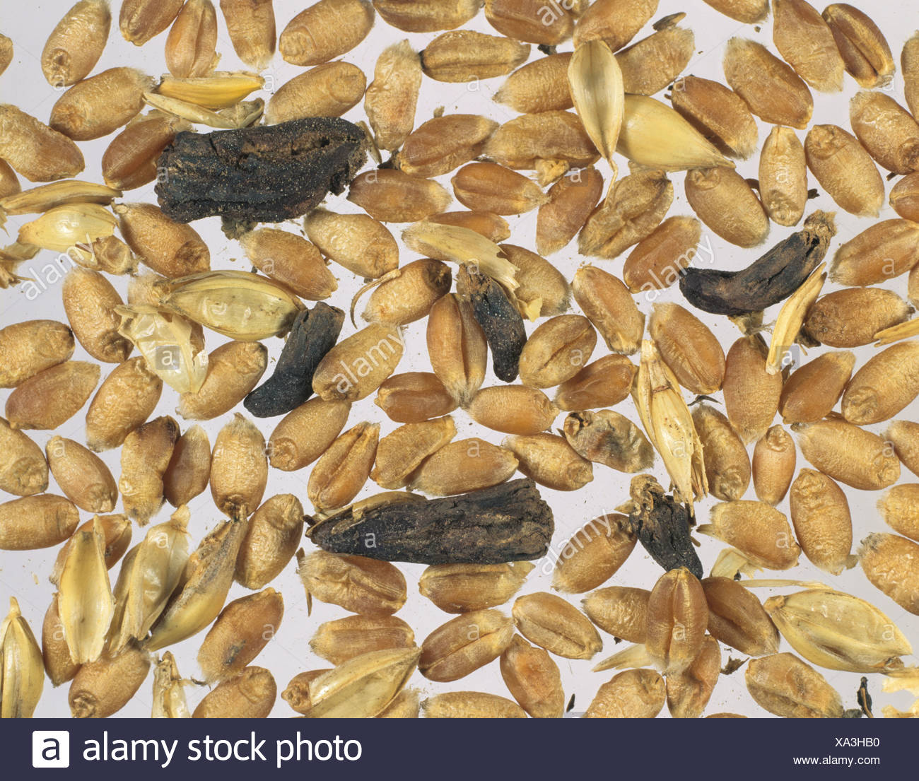 Ergot Poison High Resolution Stock Photography and Images - Alamy
