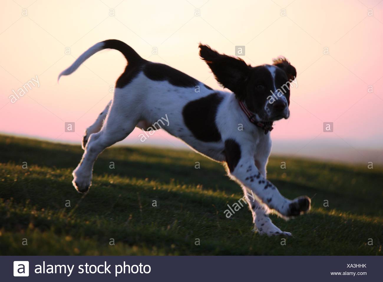 English Springer Spaniel Puppy High Resolution Stock Photography and ...