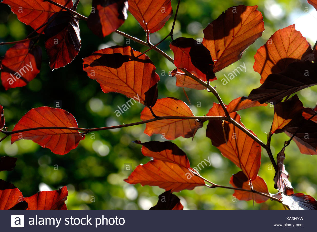 Beech High Resolution Stock Photography and Images - Alamy
