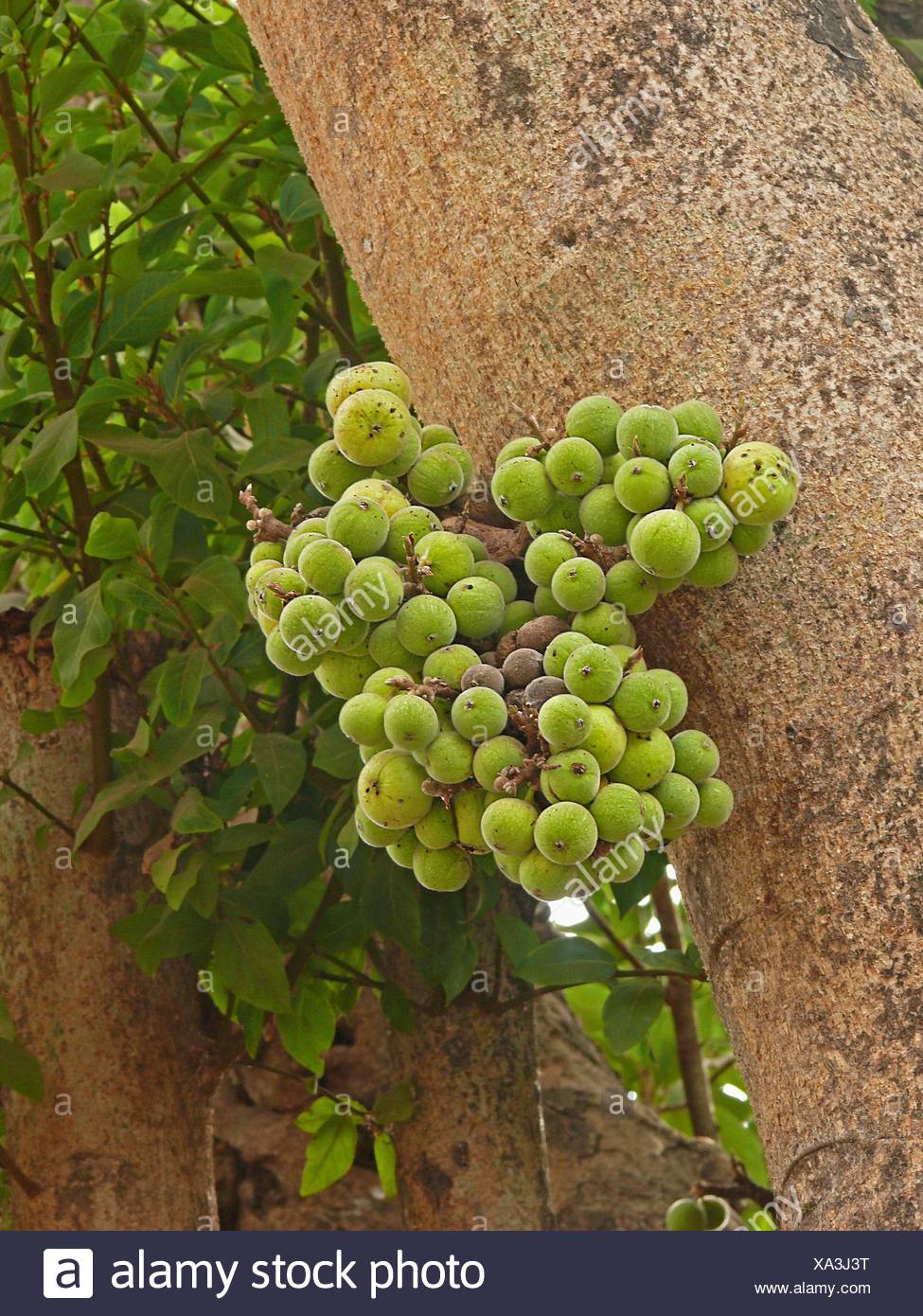 Cluster Fig Stock Photos & Cluster Fig Stock Images - Alamy