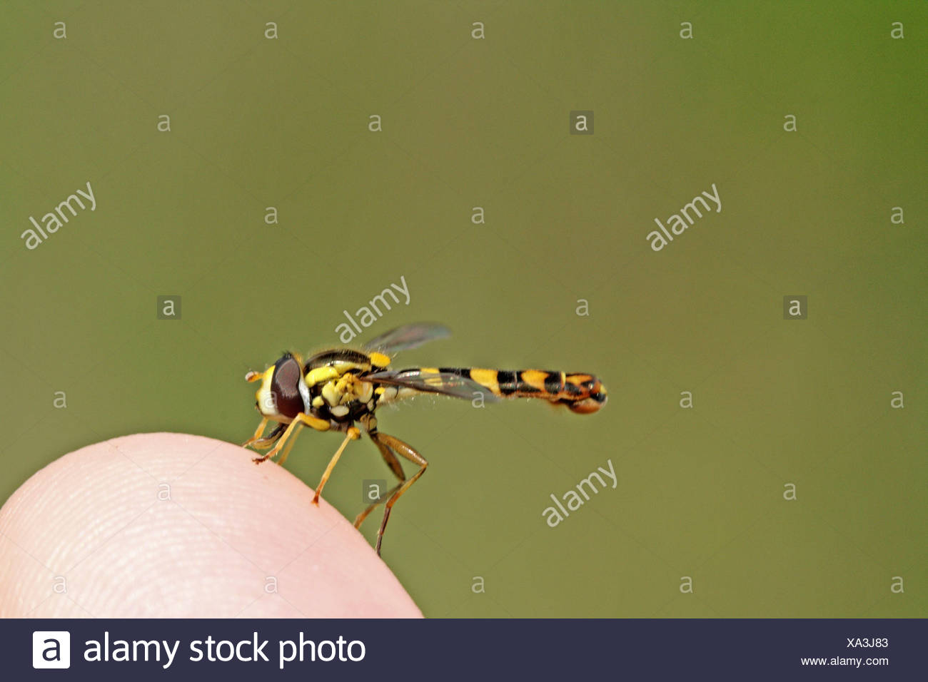 Mosquito On Finger High Resolution Stock Photography and Images - Alamy