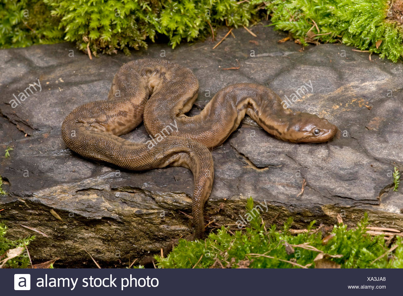 Elephant Trunk Snake Stock Photos & Elephant Trunk Snake Stock Images ...