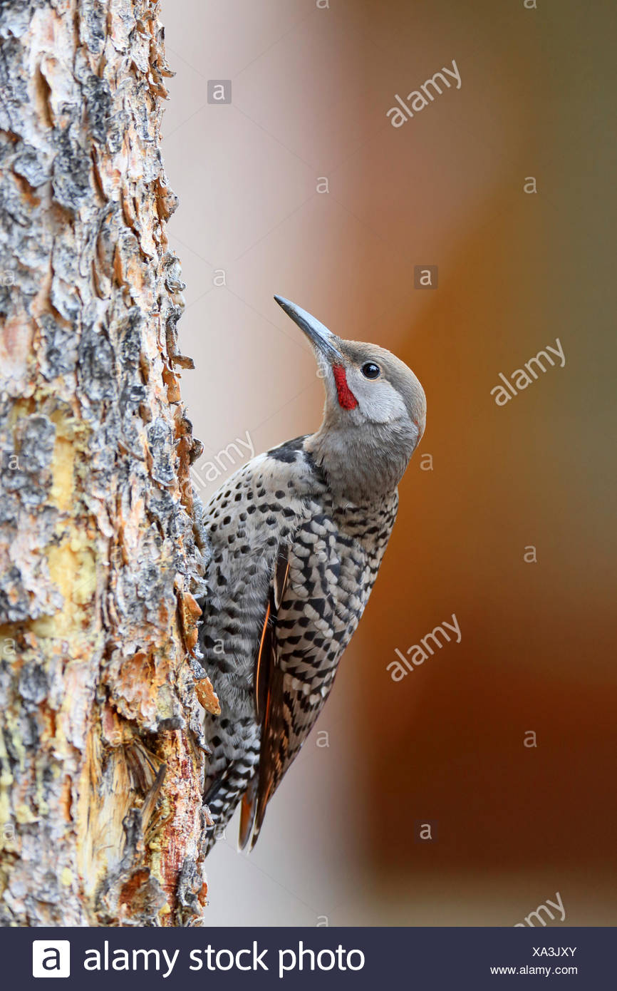 Juvenile Flicker High Resolution Stock Photography and Images - Alamy