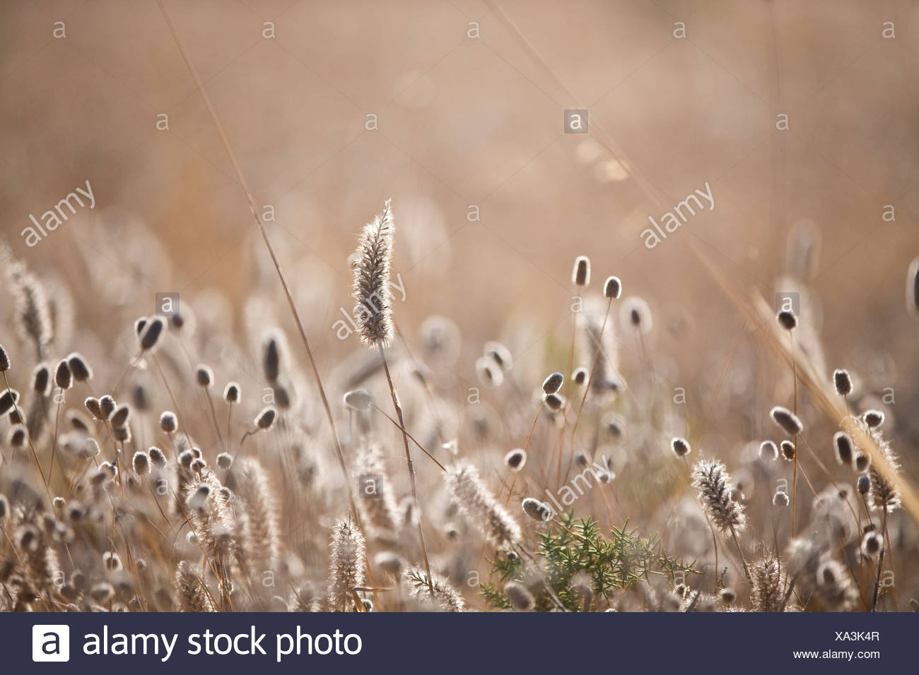 Grasses And Seedheads High Resolution Stock Photography and Images - Alamy