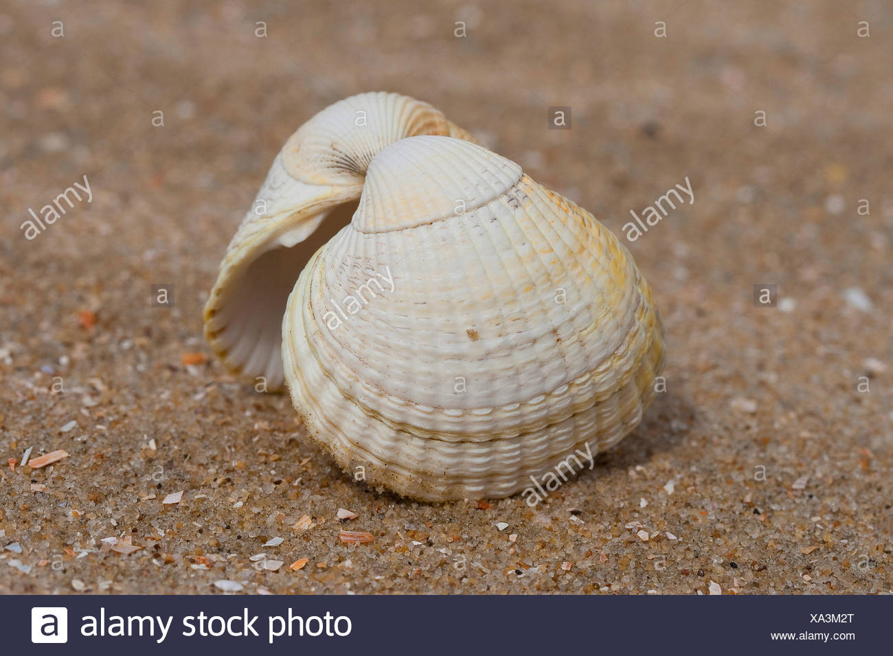 Cockle Cerastoderma Edule High Resolution Stock Photography and Images ...
