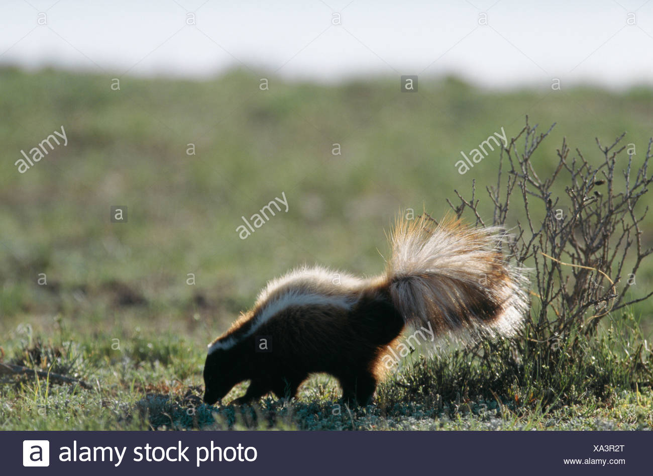 Skunk Eating High Resolution Stock Photography and Images - Alamy