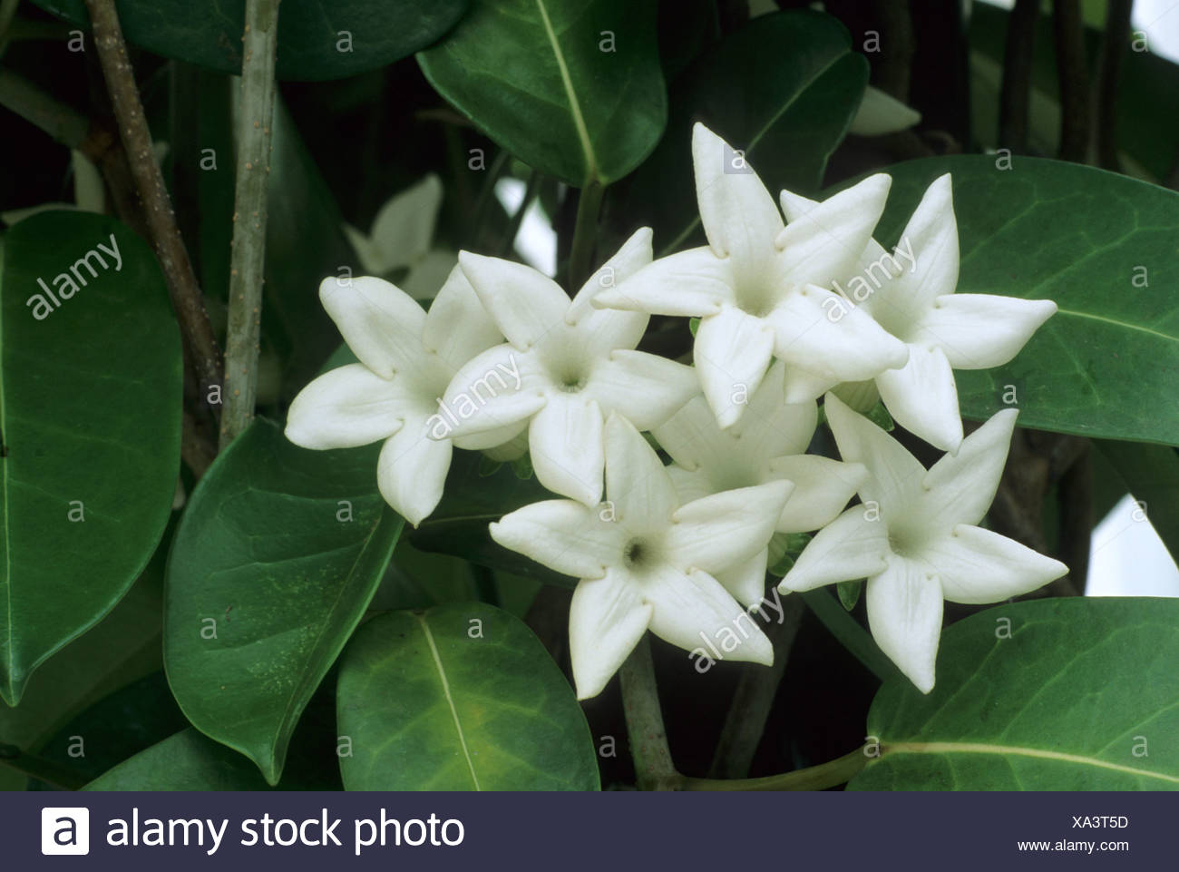 Stephanotis Floribunda High Resolution Stock Photography and Images - Alamy
