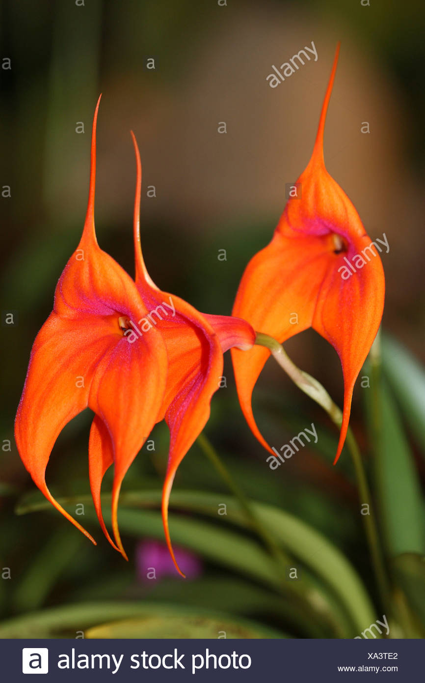 Masdevallia High Resolution Stock Photography and Images - Alamy