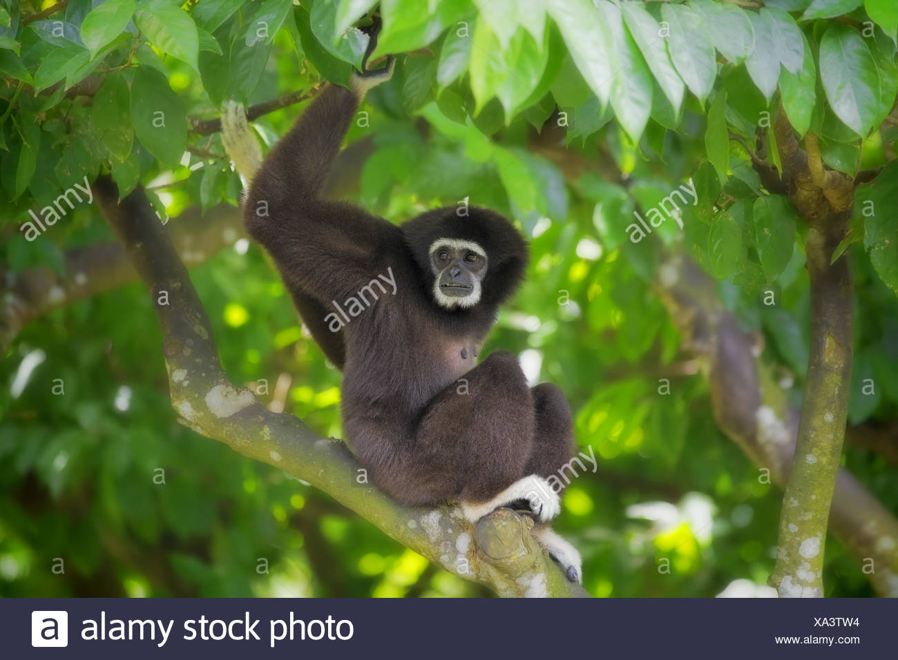 Brunei Monkey Stock Photos & Brunei Monkey Stock Images - Alamy