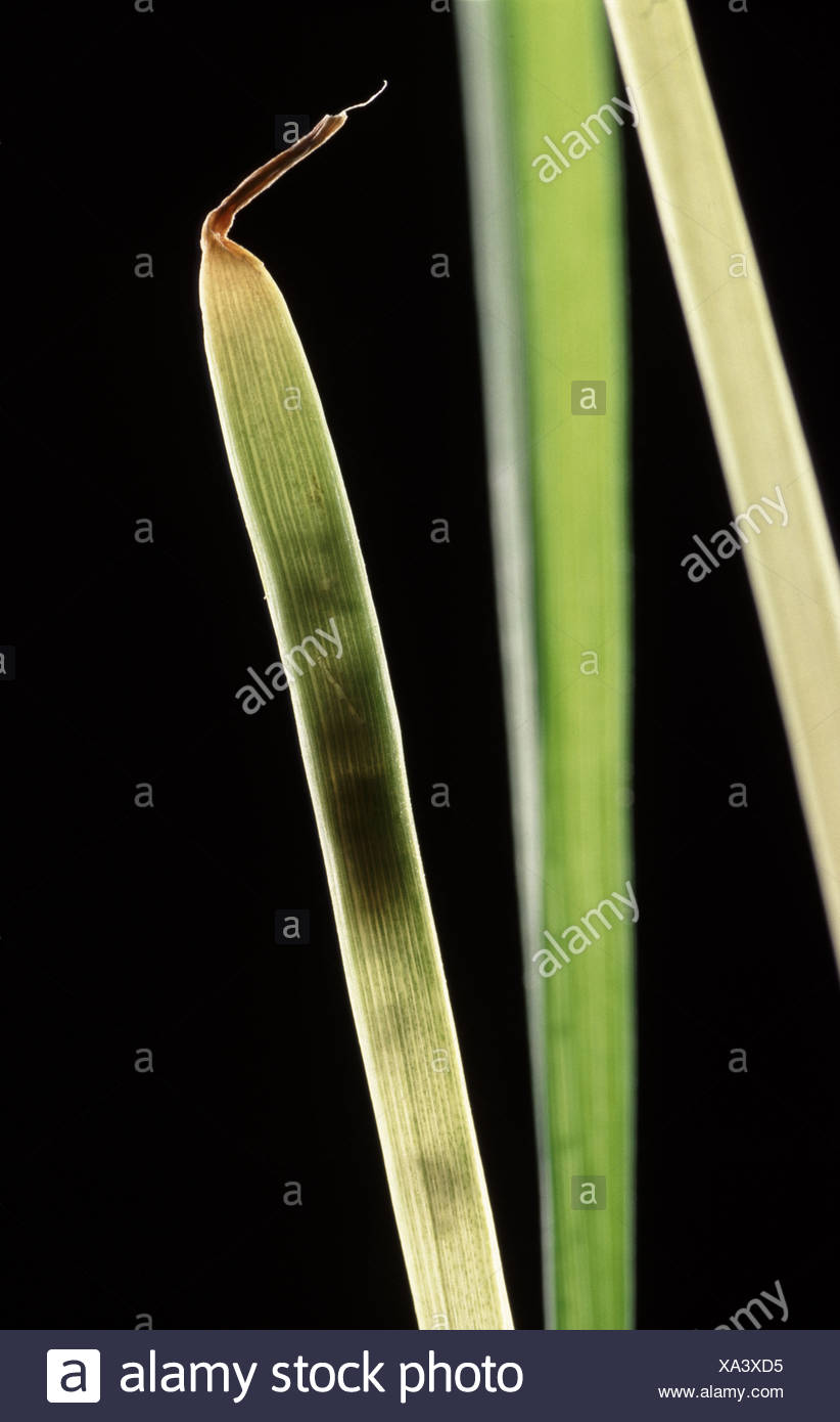 Rice Pest Damage Stock Photos & Rice Pest Damage Stock Images - Alamy