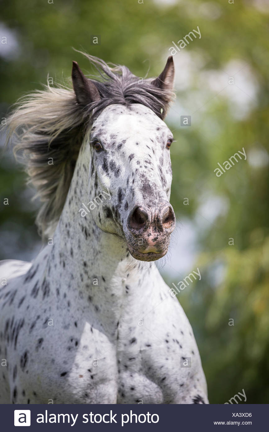 Noriker Horse High Resolution Stock Photography and Images - Alamy
