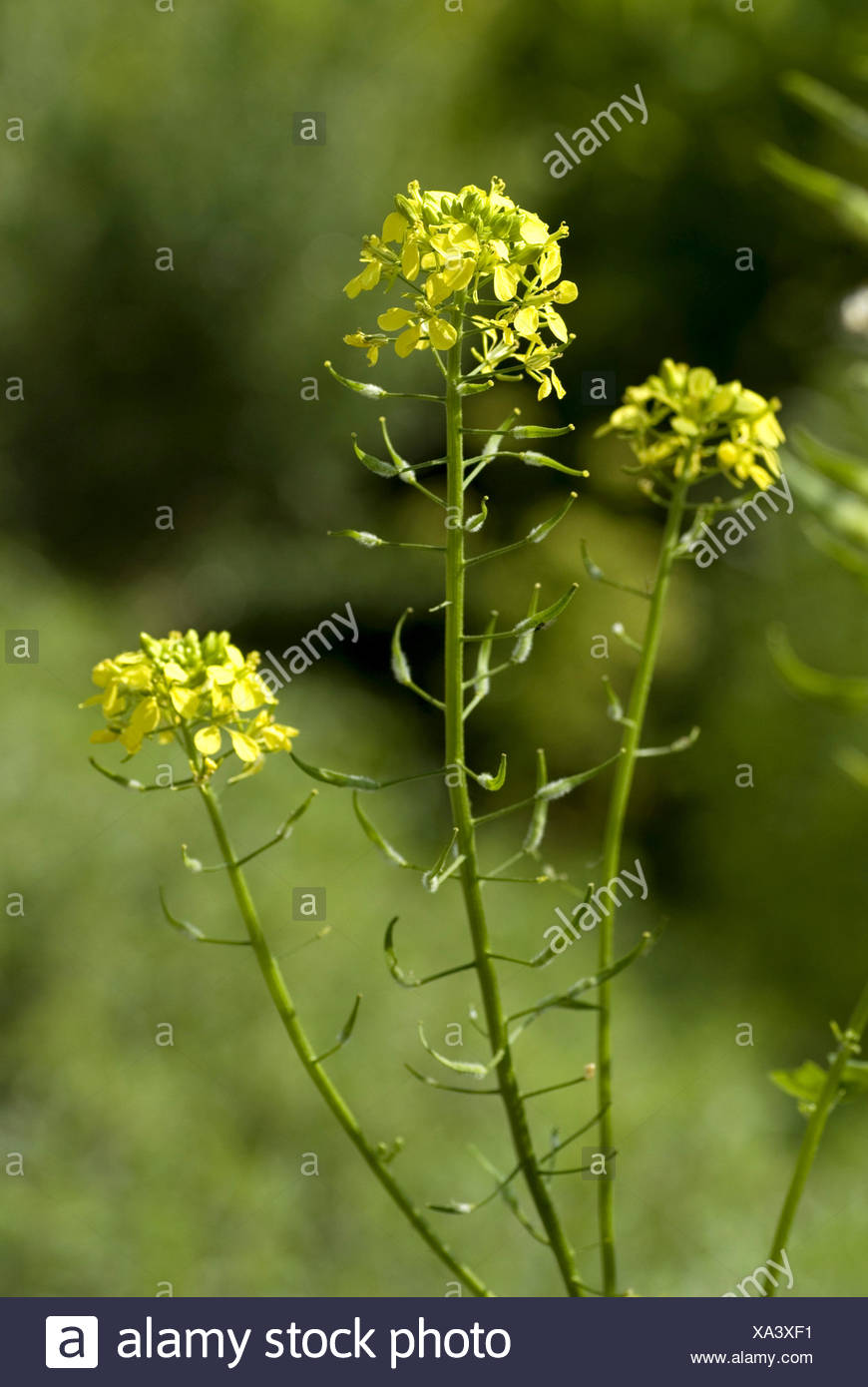 Potherb Mustard High Resolution Stock Photography and Images - Alamy