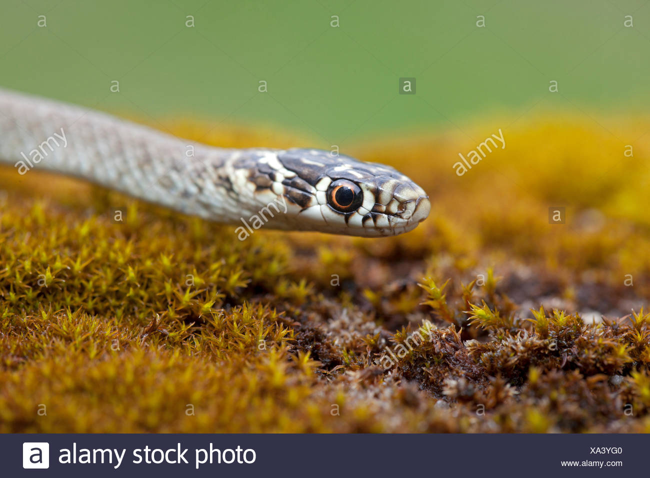 Western Whip Snake Stock Photos & Western Whip Snake Stock Images - Alamy