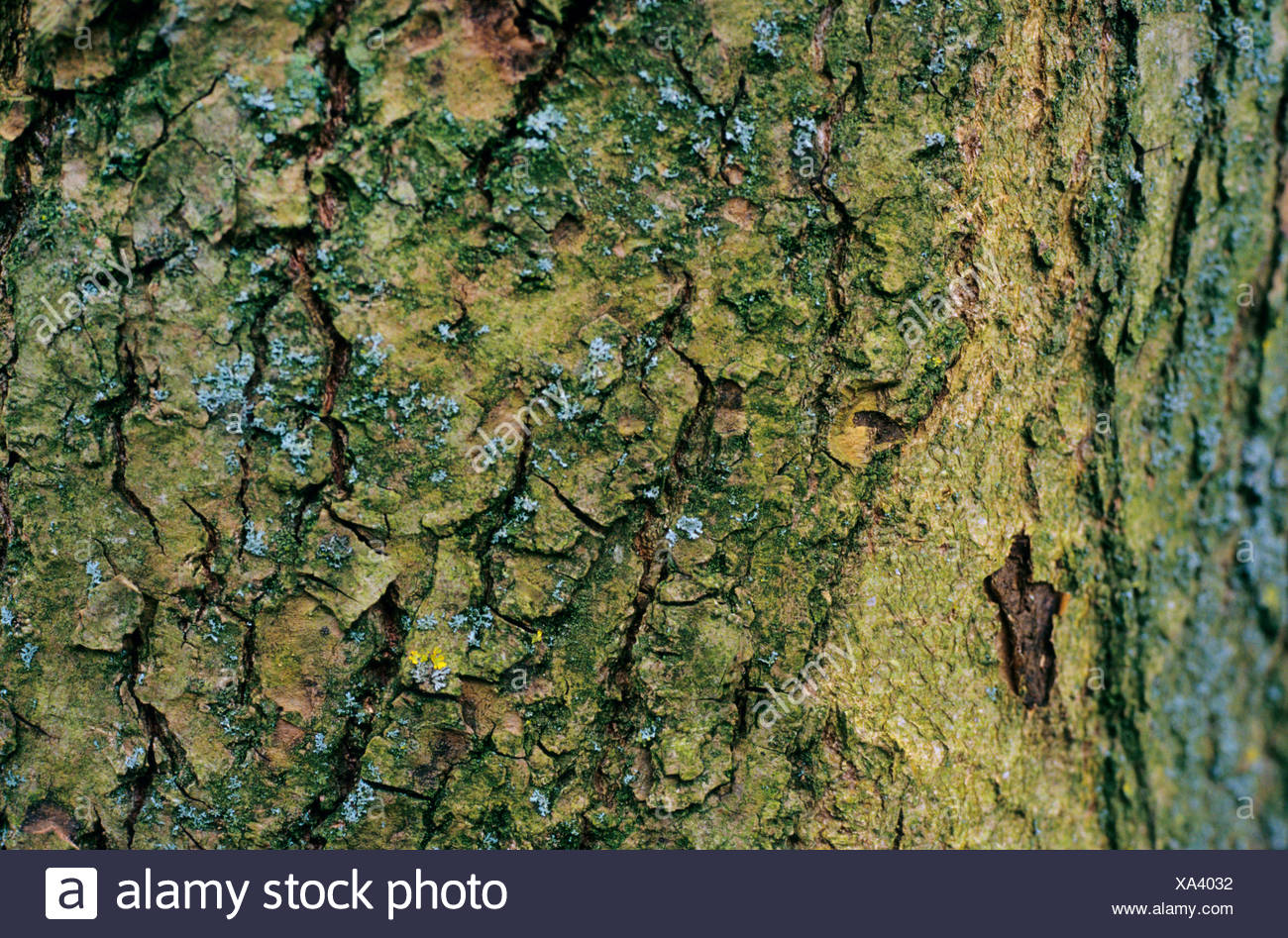 Poplar Tree Bark Stock Photos & Poplar Tree Bark Stock Images - Alamy