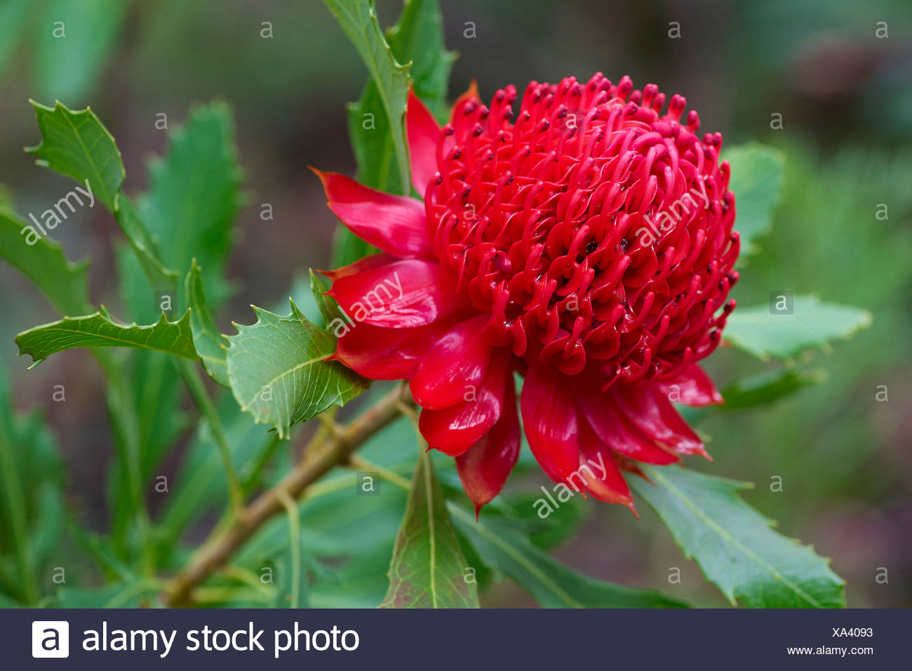 Red Waratah Flowers Stock Photos & Red Waratah Flowers Stock Images - Alamy