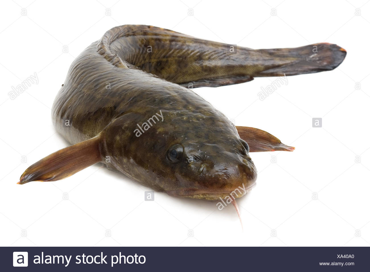 Burbot Fishing High Resolution Stock Photography and Images - Alamy