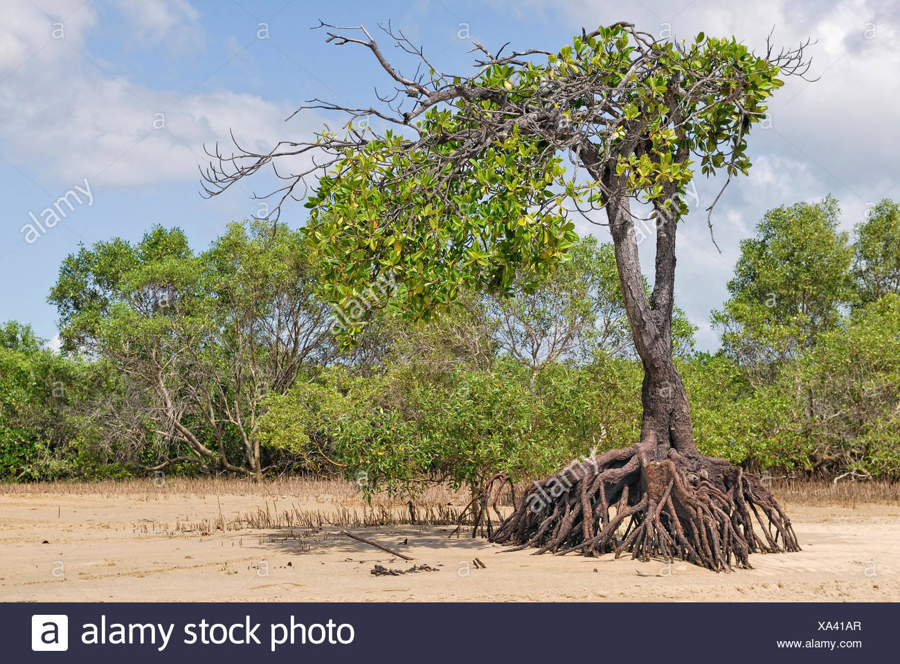 Big Mango Tree High Resolution Stock Photography and Images - Alamy