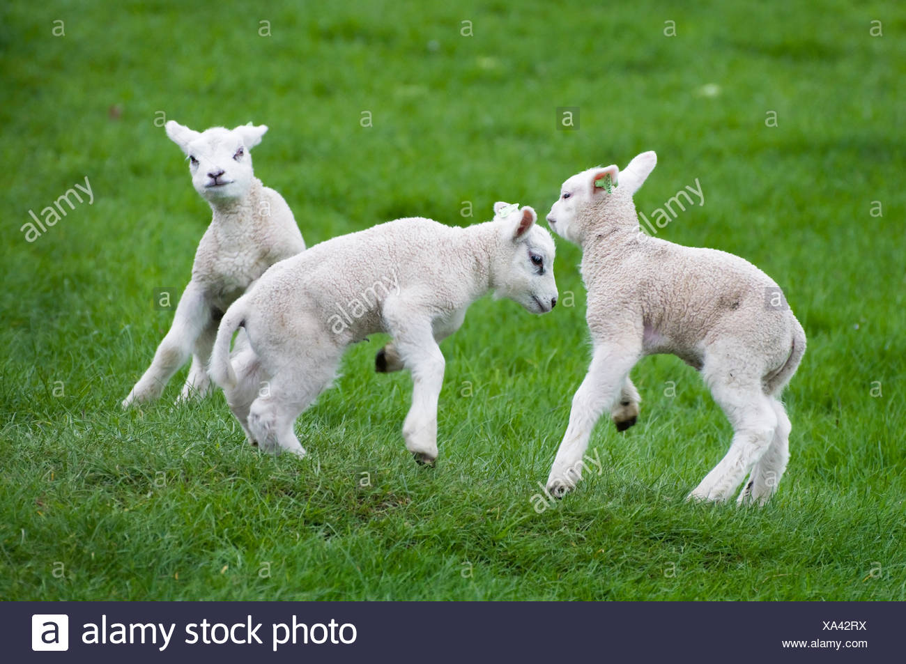 Spring Lambs Jumping High Resolution Stock Photography and Images - Alamy