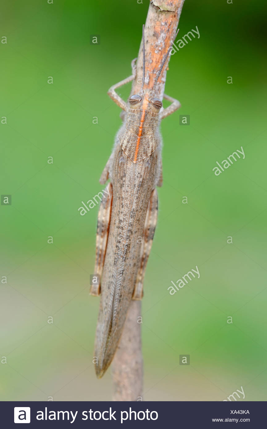 Aegypticum High Resolution Stock Photography and Images - Alamy