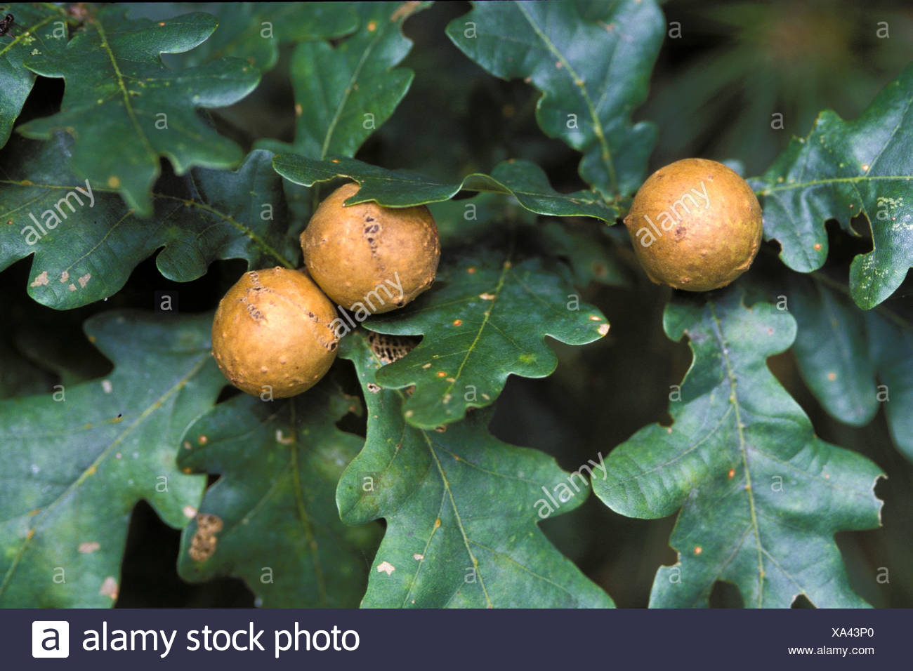 Galls High Resolution Stock Photography and Images - Alamy