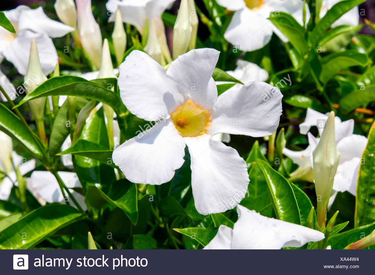 Bush Allamanda Stock Photos & Bush Allamanda Stock Images - Alamy