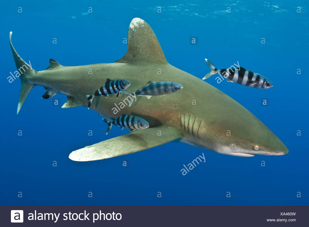 Longimanus High Resolution Stock Photography and Images - Alamy