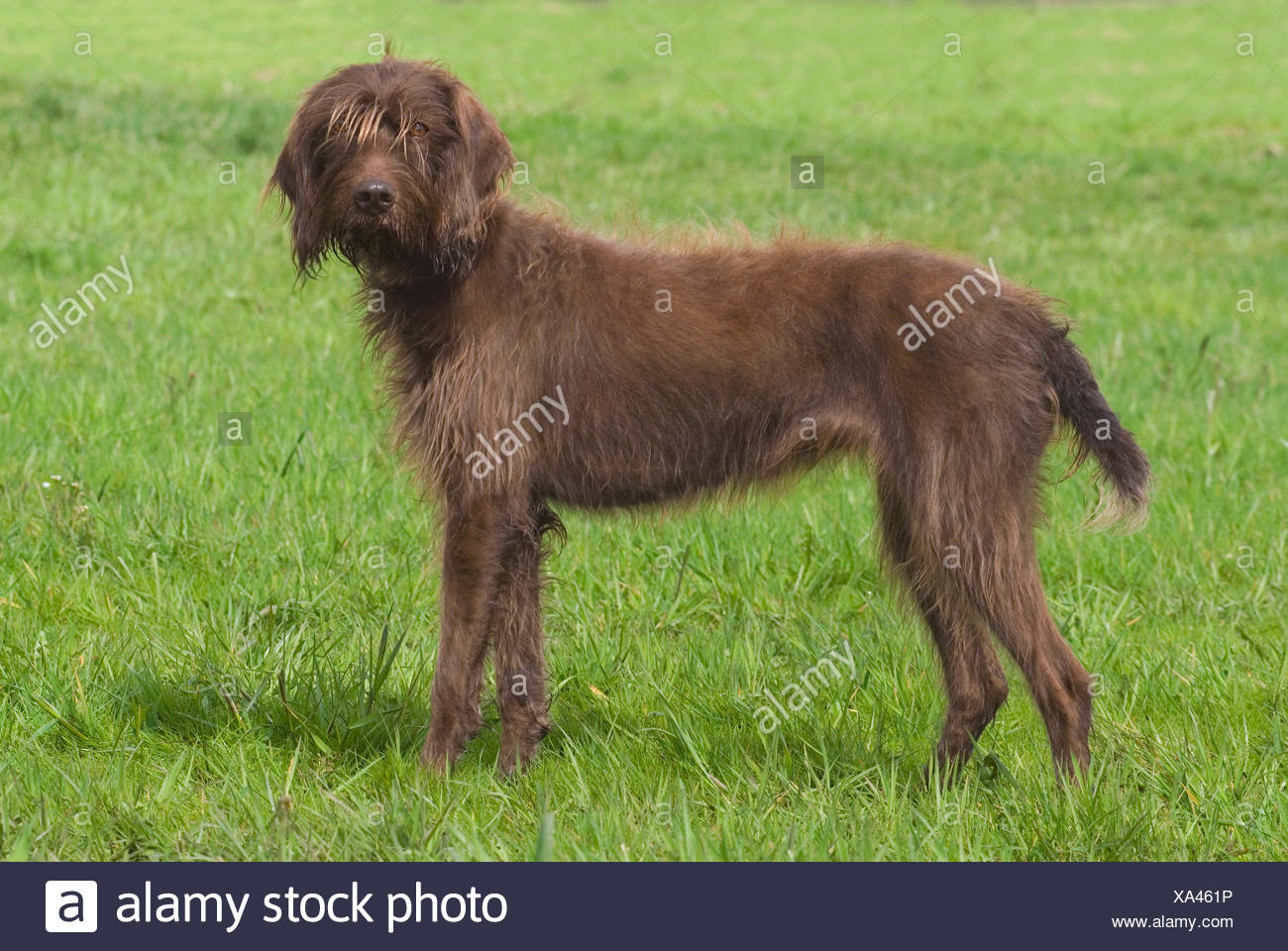 Pudelpointer Stock Photos & Pudelpointer Stock Images - Alamy