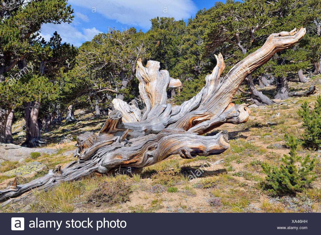 Bristlecone Pine Tree Pinus Longaeva High Resolution Stock Photography ...