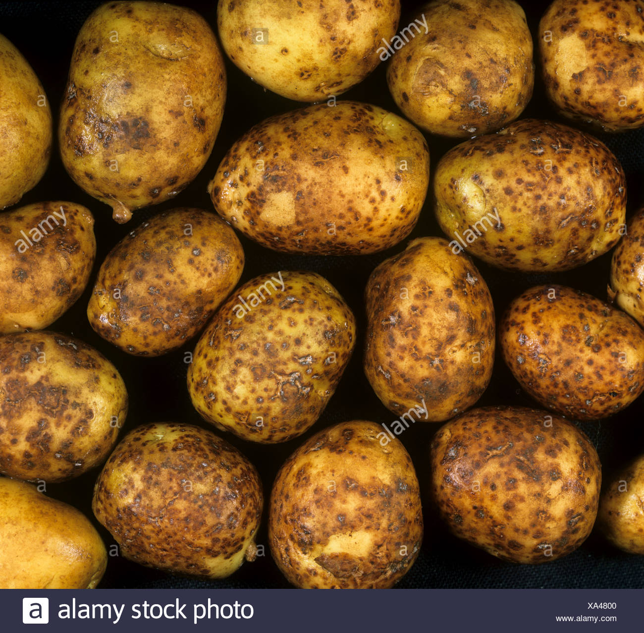 Streptomyces Scabies