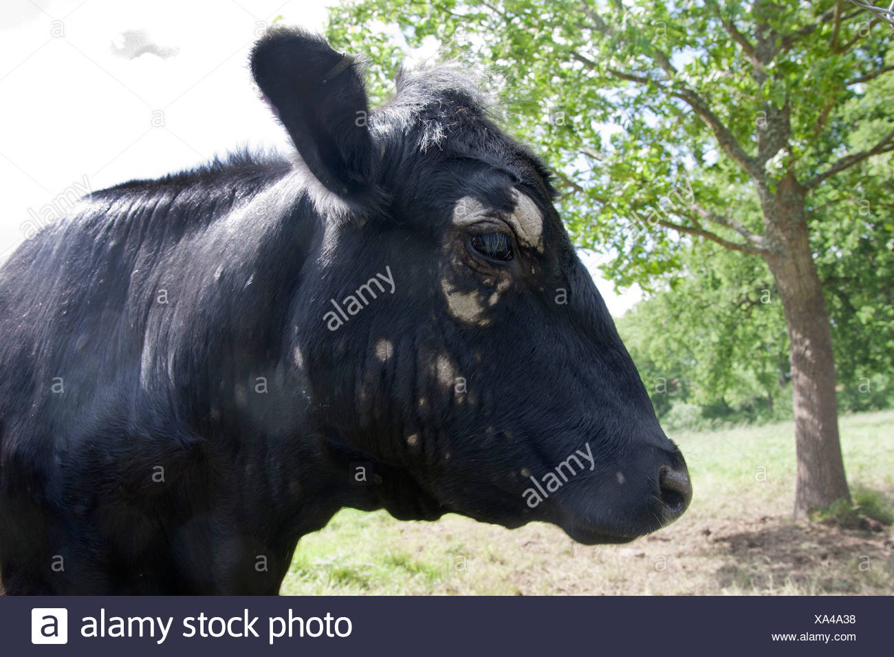 Ringworm Stock Photos & Ringworm Stock Images - Alamy