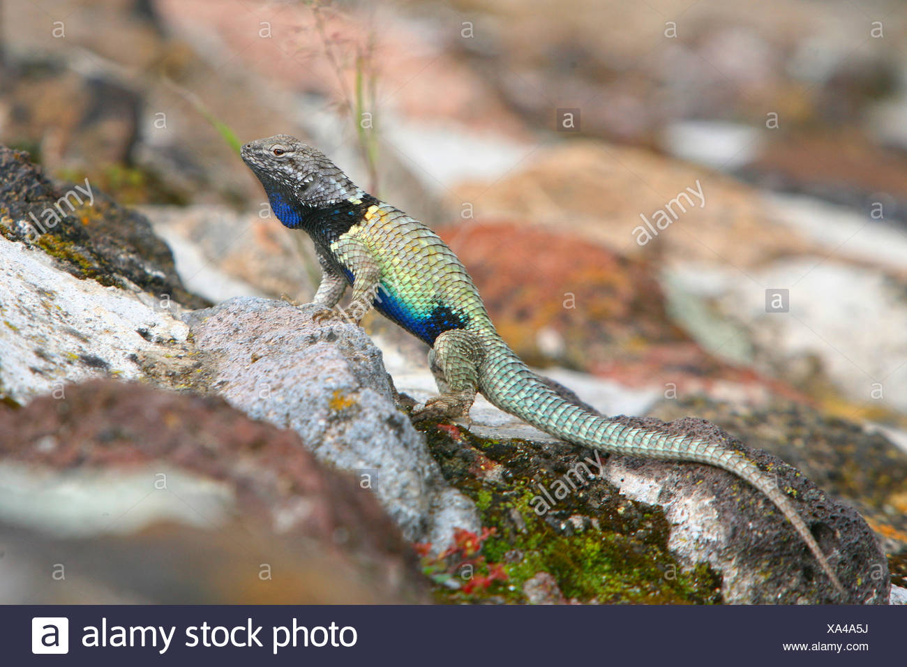 Lizards Of Mexico Stock Photos & Lizards Of Mexico Stock Images - Alamy