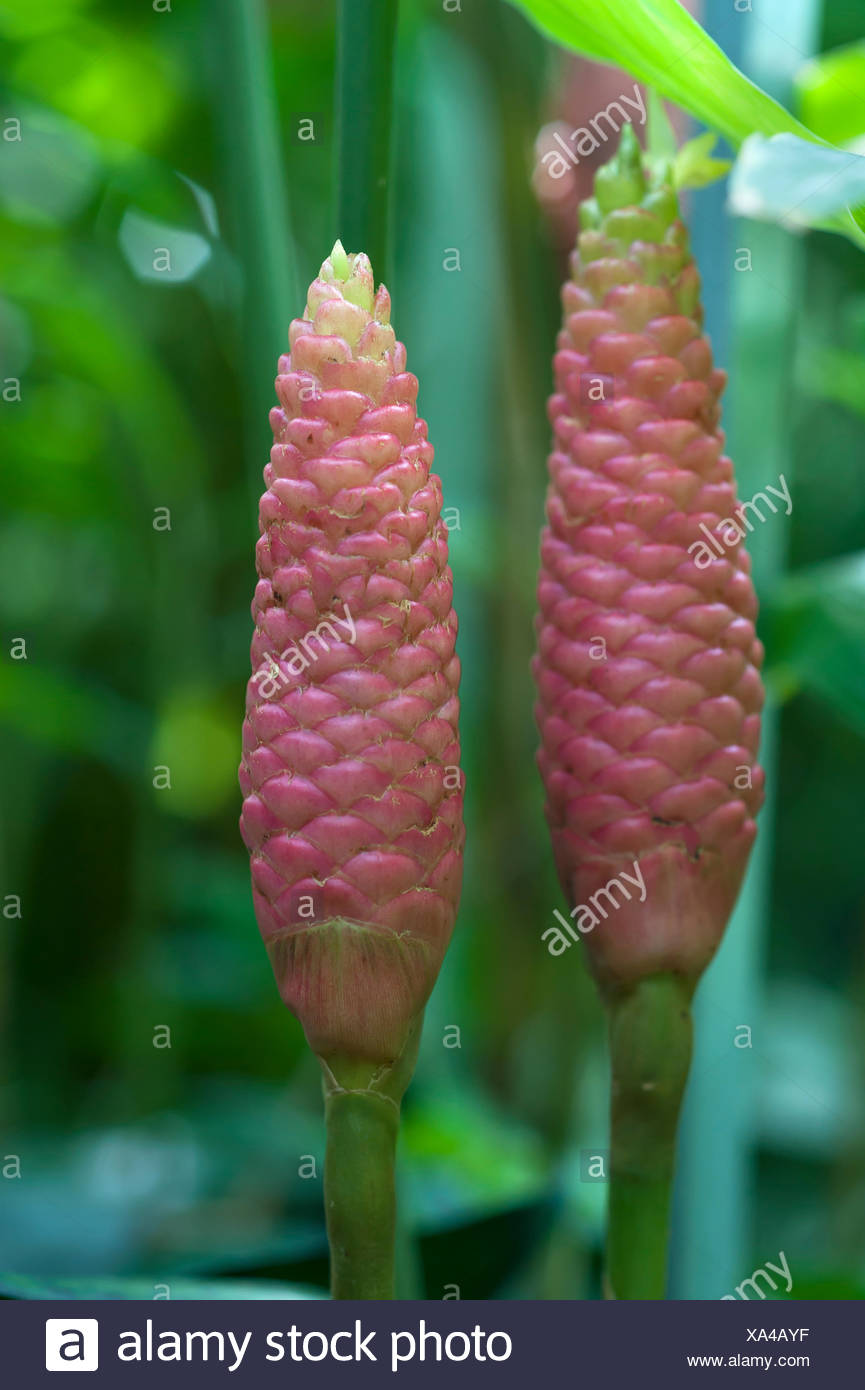 Piper Betle High Resolution Stock Photography and Images - Alamy