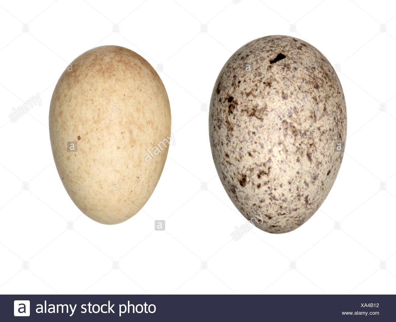 Cuckoo Eggs High Resolution Stock Photography and Images - Alamy