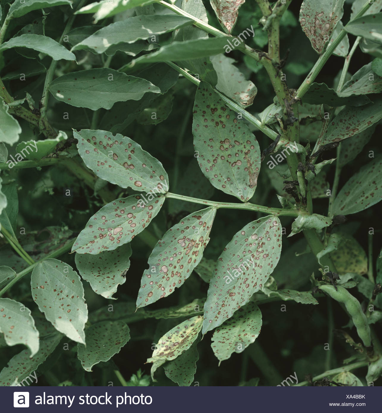 Faba Bean Disease Stock Photos & Faba Bean Disease Stock Images - Alamy