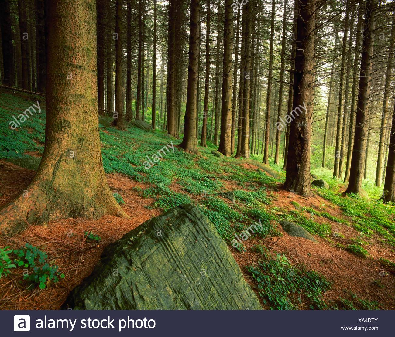 Rostrevor County Down High Resolution Stock Photography and Images - Alamy