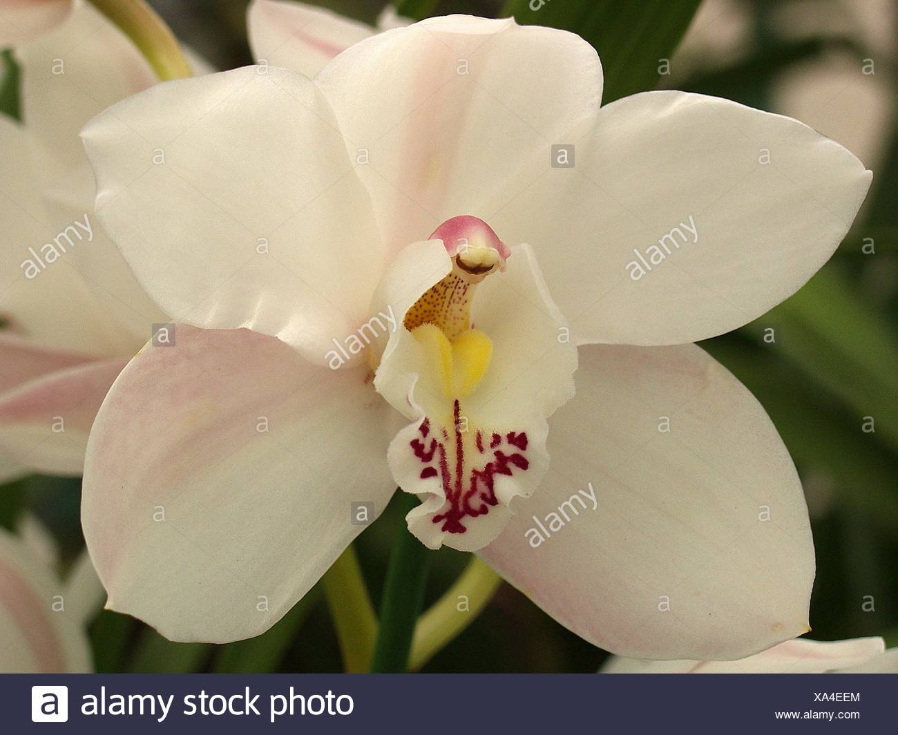 Cymbidium Sp High Resolution Stock Photography and Images - Alamy