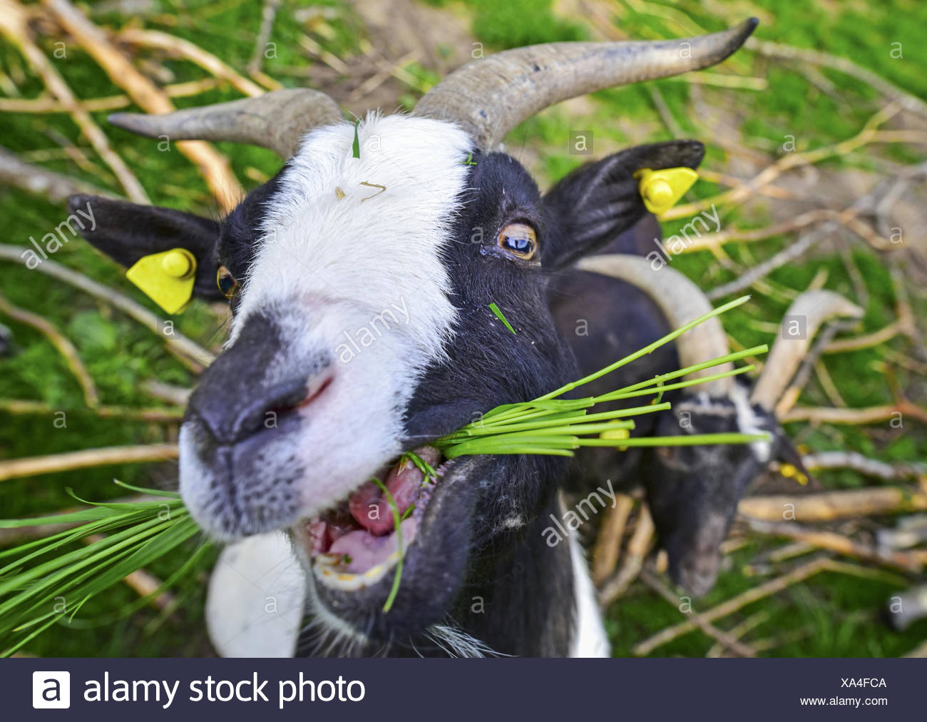 Greedy Goat High Resolution Stock Photography and Images - Alamy