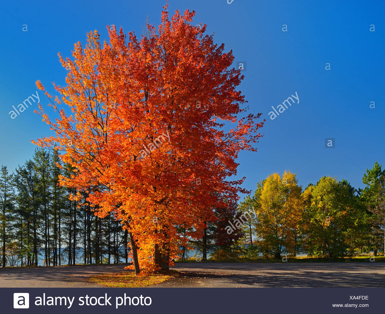 Maple Tree Canada High Resolution Stock Photography and Images - Alamy