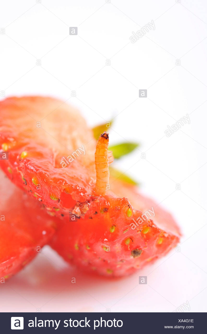 Fruit Worm Stock Photos & Fruit Worm Stock Images - Alamy