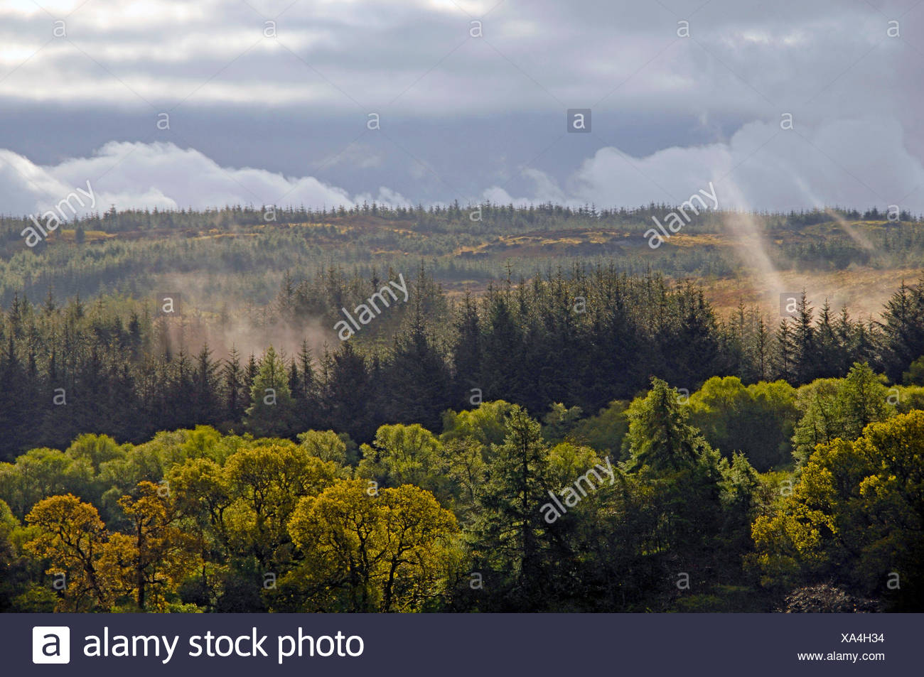 Temperate Deciduous Forests High Resolution Stock Photography and ...