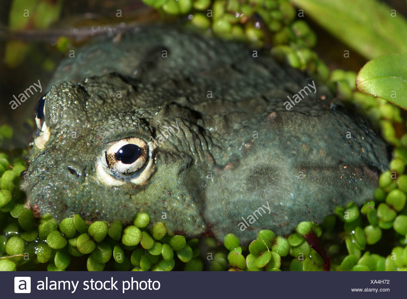 Southern Bullfrog Stock Photos & Southern Bullfrog Stock Images - Alamy