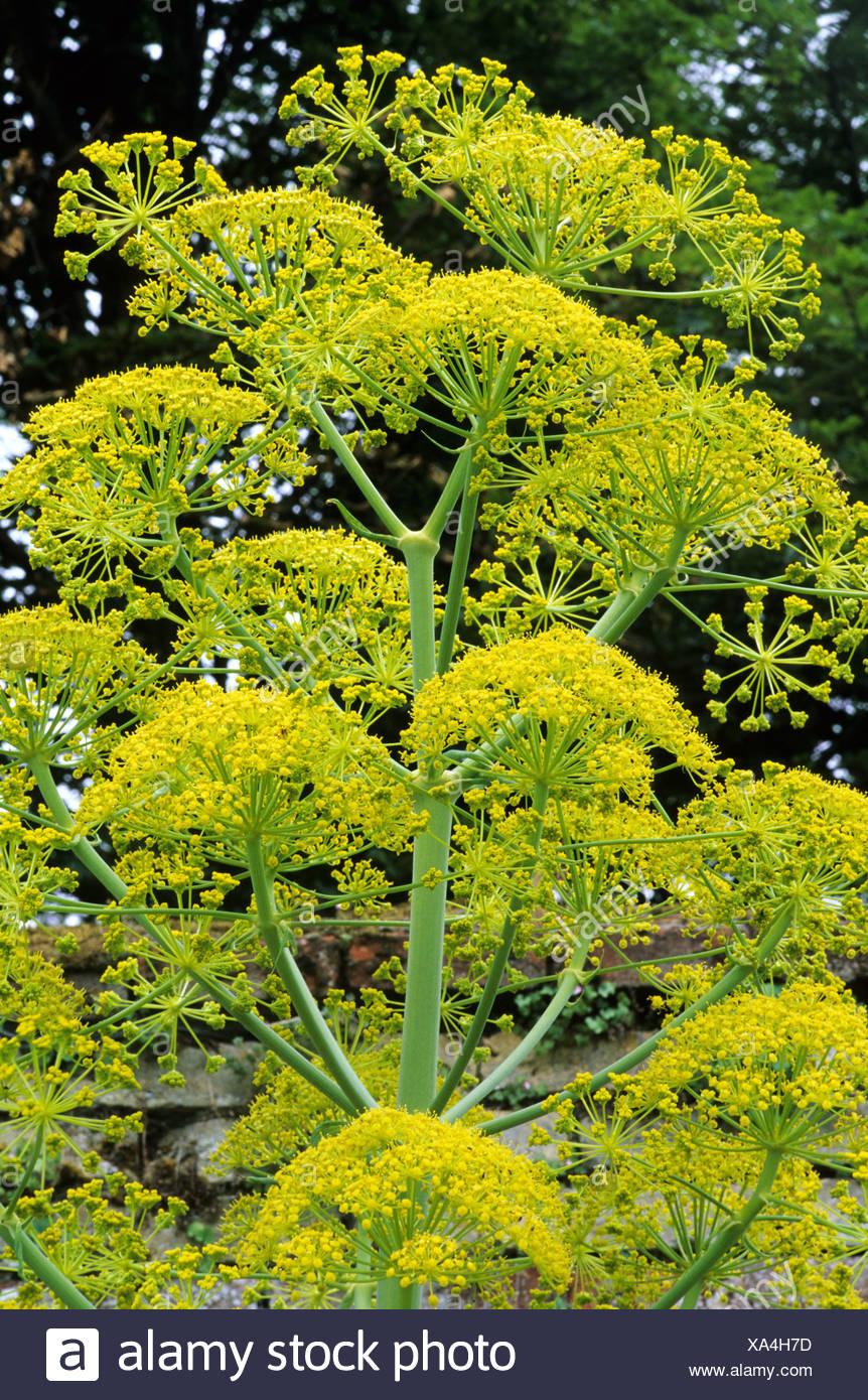 Ferrula Stock Photos & Ferrula Stock Images - Alamy