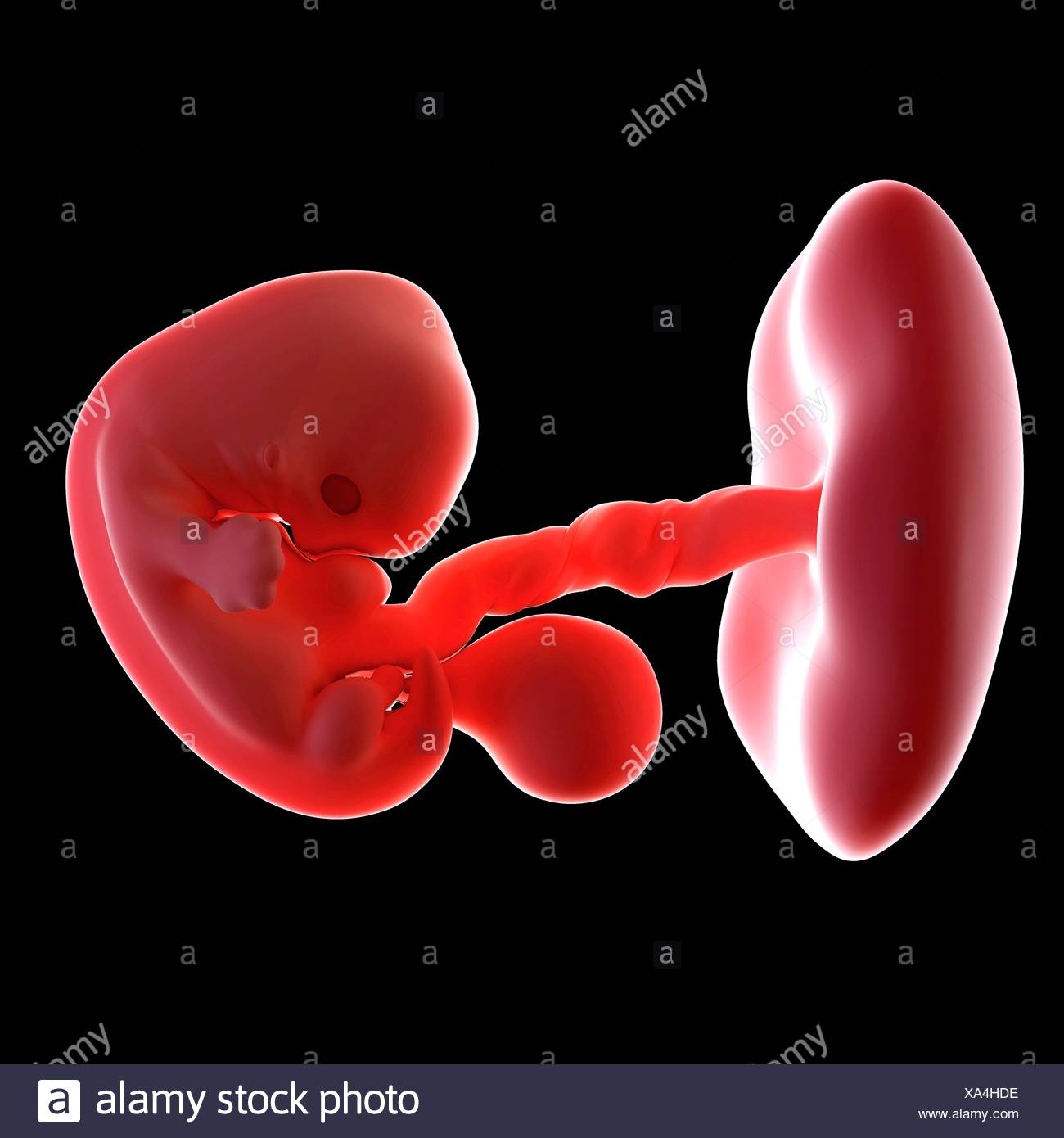 Human Embryo High Resolution Stock Photography and Images - Alamy
