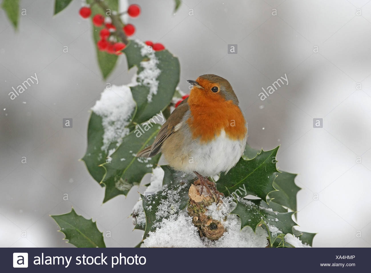 Robin Holly Uk Stock Photos & Robin Holly Uk Stock Images - Alamy