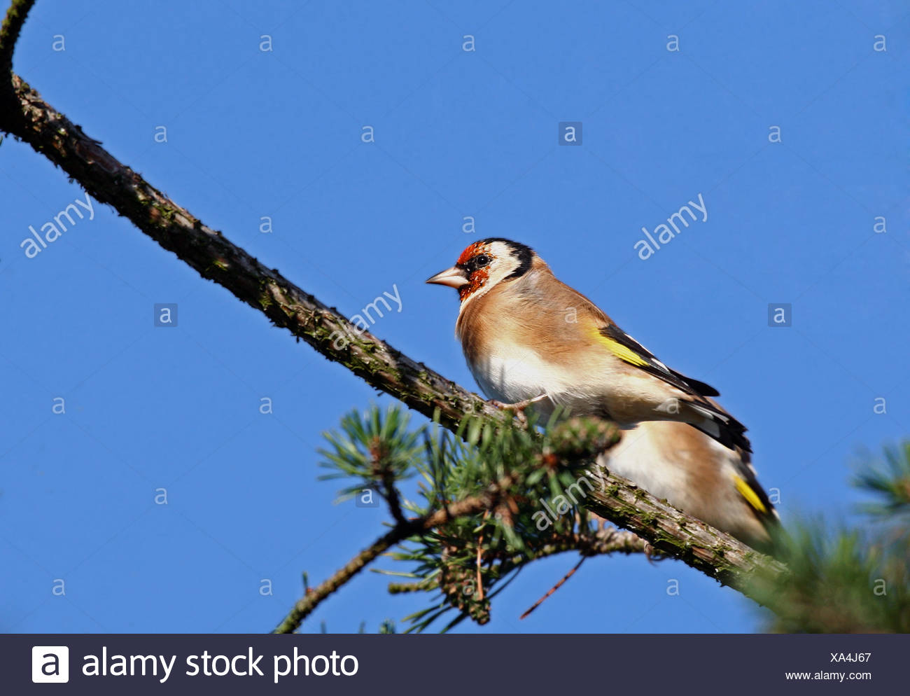 Distelfink High Resolution Stock Photography and Images - Alamy