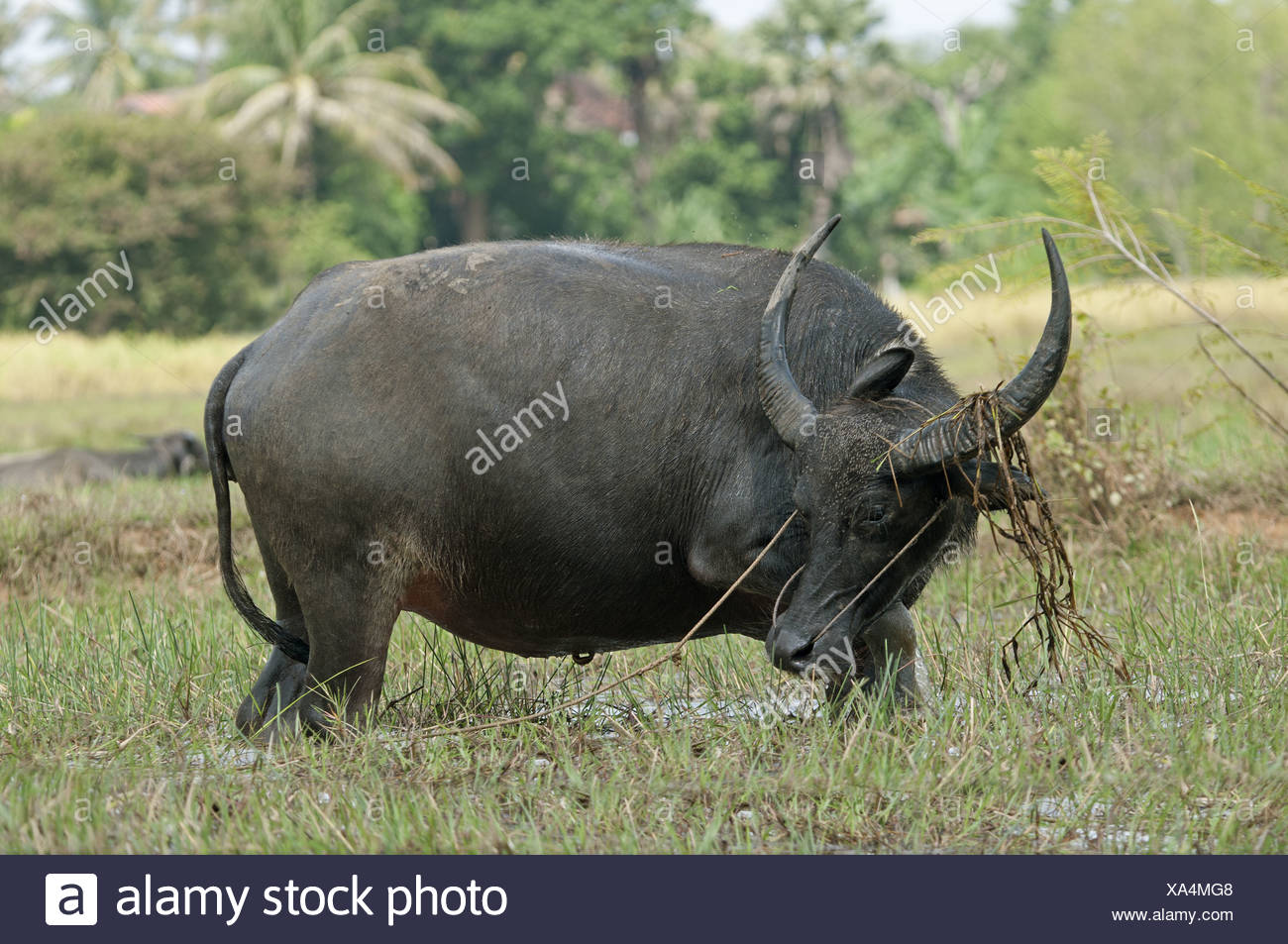 Female Water Buffalo High Resolution Stock Photography and Images - Alamy